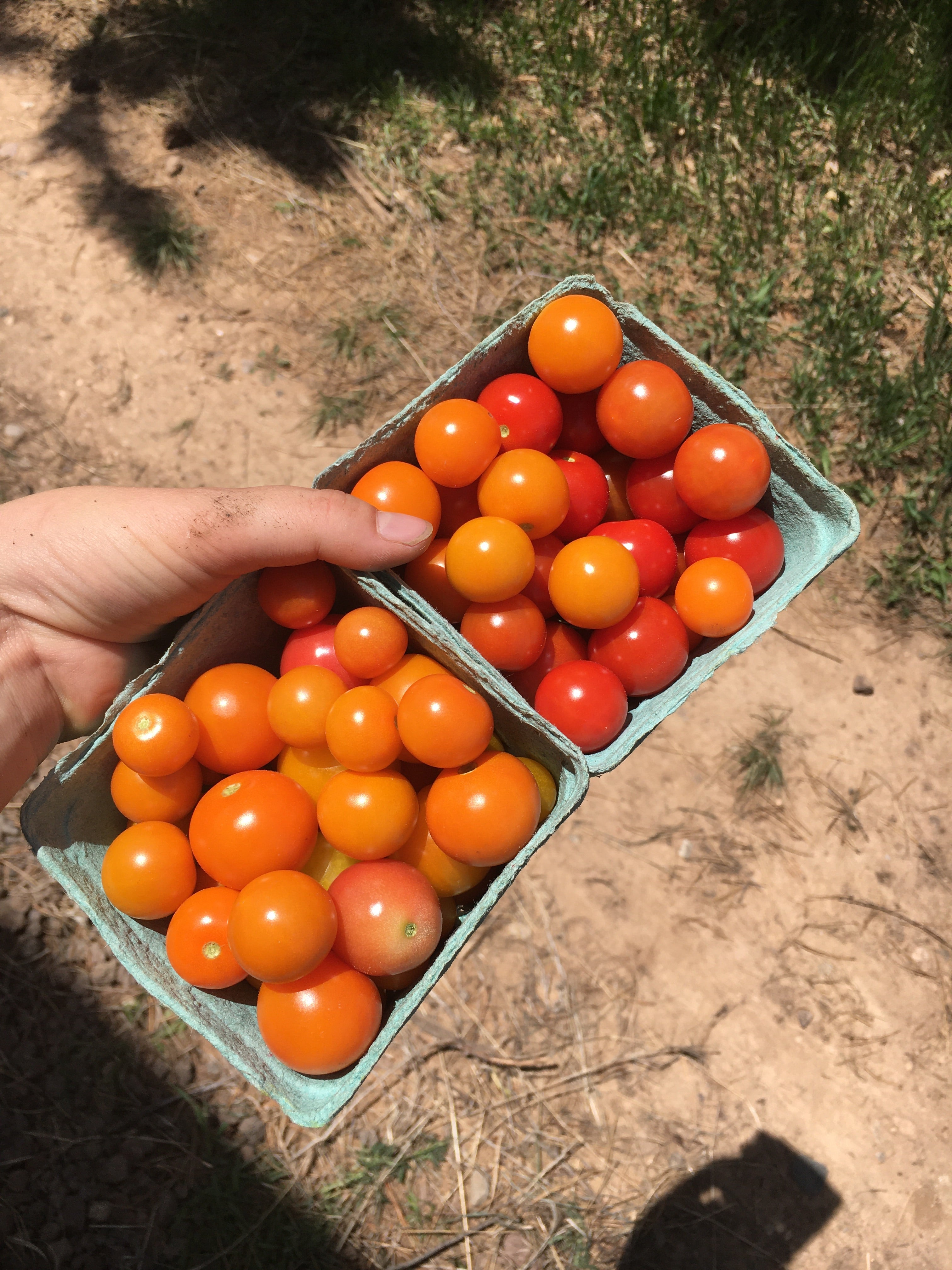 Produce – Colorado Fresh Farms